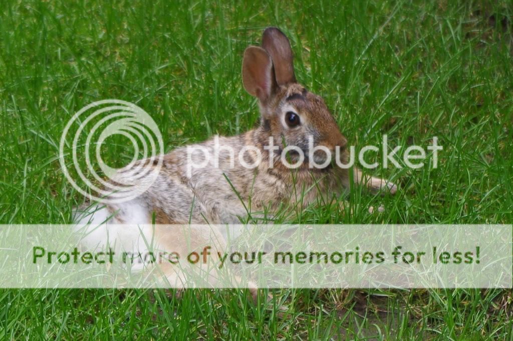 Running Rabbit - PentaxForums.com