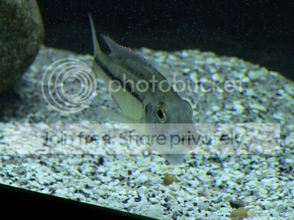 Protomelas Marginatus "Turquoise Hap"? | Cichlid Fish Forum