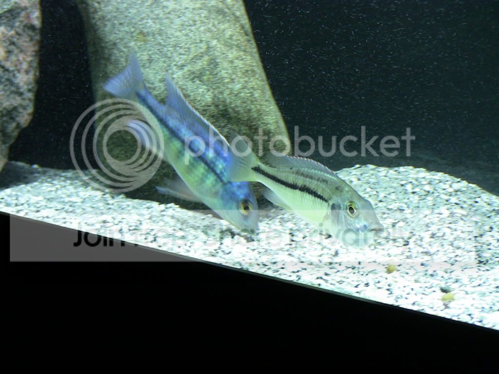 Protomelas Marginatus "Turquoise Hap"? | Cichlid Fish Forum