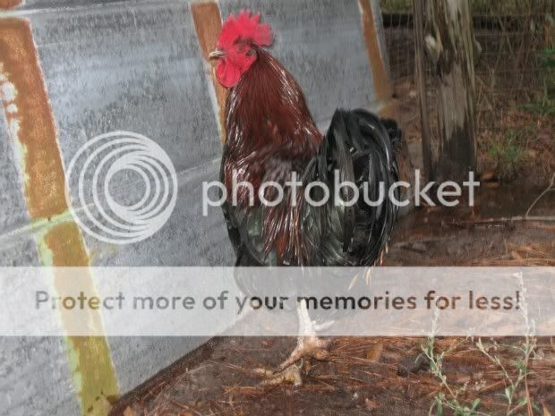 RIR to Black Australorp(I finally found my RIR roo) | BackYard Chickens ...