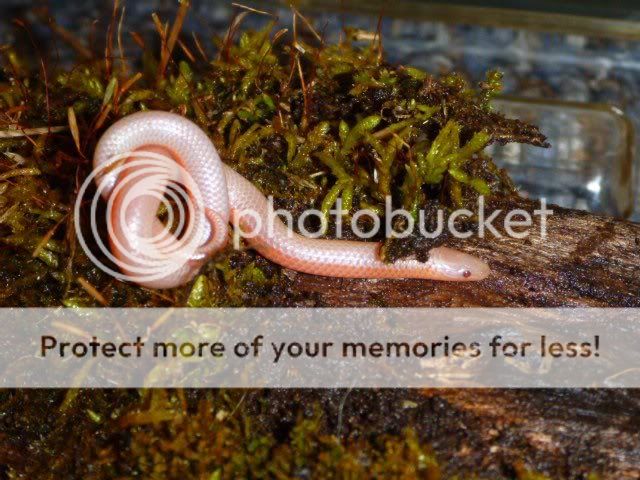 Albino worm snake! - Field Herp Forum