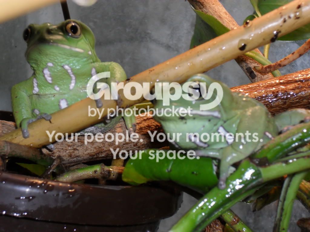 Breeding Chacoan Waxy Monkey Frogs (Phyllomedusa sauvagii) | Reptile Forums
