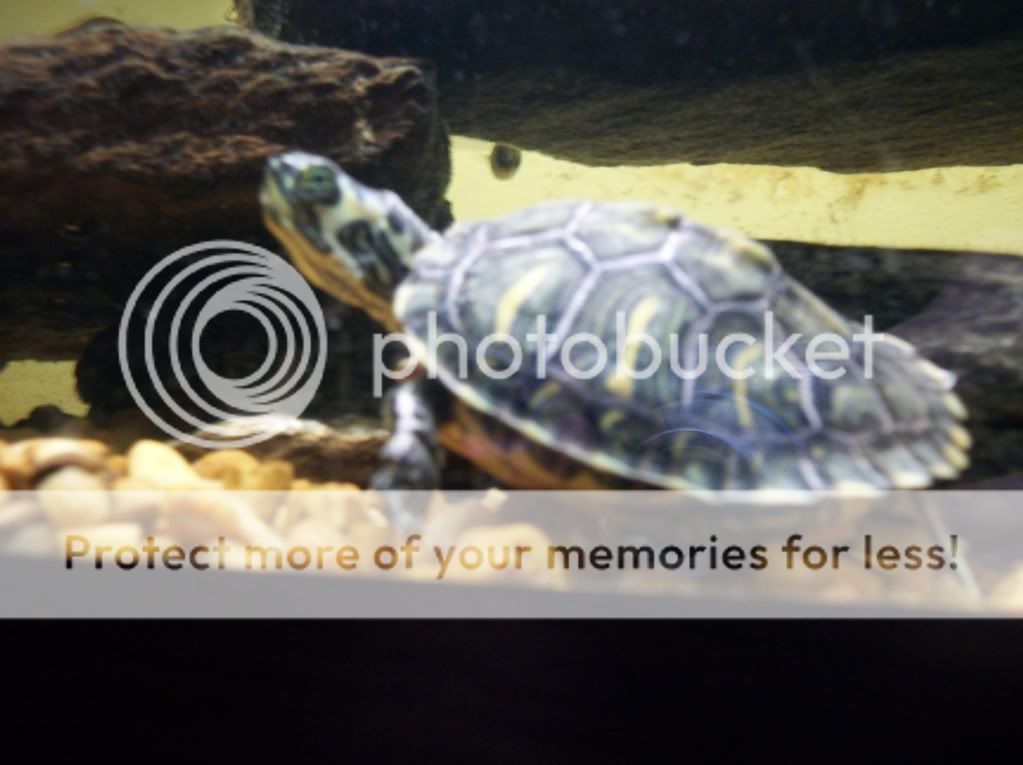 red lines on bottom of baby turtles shell? - Big Pond - Turtle Forum